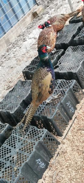 野山鸡养殖技术大全_野山鸡怎么养-第1张图片-山城妙识 野山鸡养殖技术大全_野山鸡怎么养-第1张图片-山城妙识