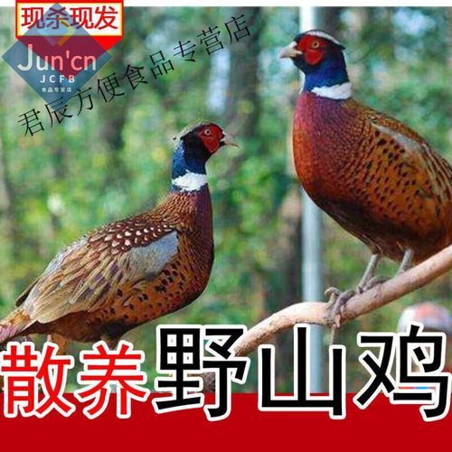 野山鸡养殖技术大全_野山鸡怎么养-第3张图片-山城妙识 野山鸡养殖技术大全_野山鸡怎么养-第3张图片-山城妙识