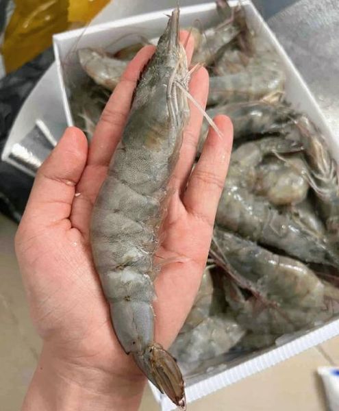 冰冻大海虾怎么做好吃_冰冻大海虾解冻技巧-第3张图片-山城妙识