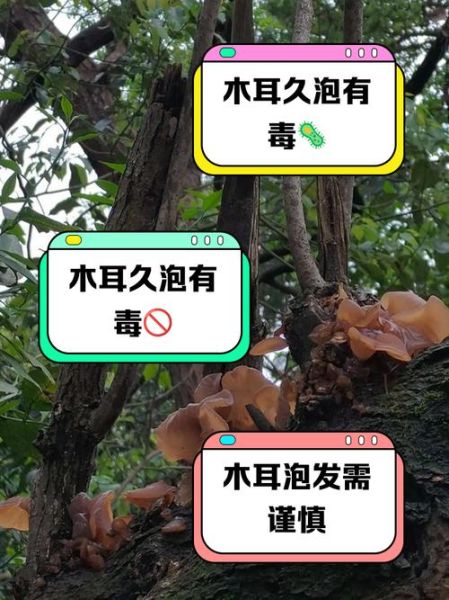 木耳泡多久会产生毒素_中毒症状多久出现-第2张图片-山城妙识