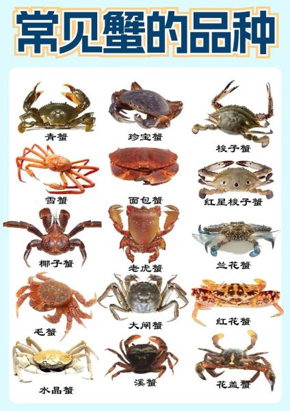 螃蟹种类大全图解_如何区分常见蟹类-第2张图片-山城妙识