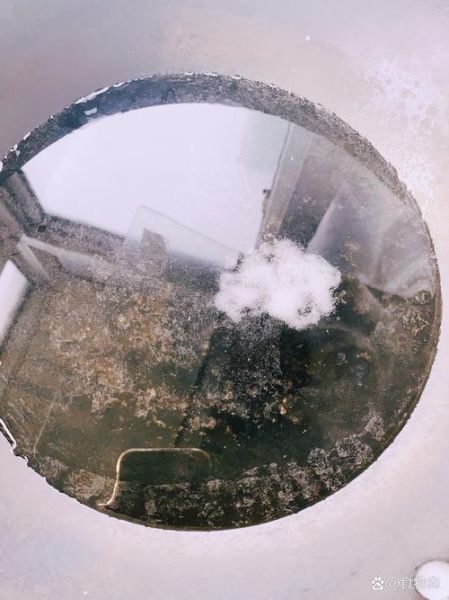 金针菇图片大全大图_如何挑选新鲜金针菇-第2张图片-山城妙识