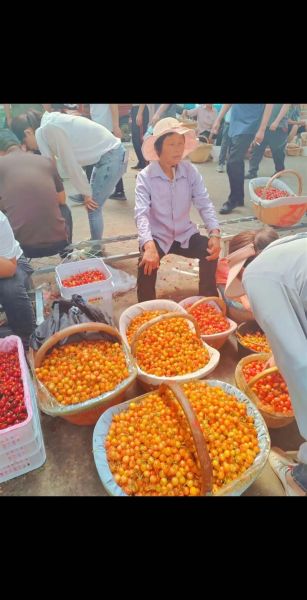 黄蜜大樱桃多少钱一斤_黄蜜大樱桃怎么挑-第2张图片-山城妙识 黄蜜大樱桃多少钱一斤_黄蜜大樱桃怎么挑-第2张图片-山城妙识