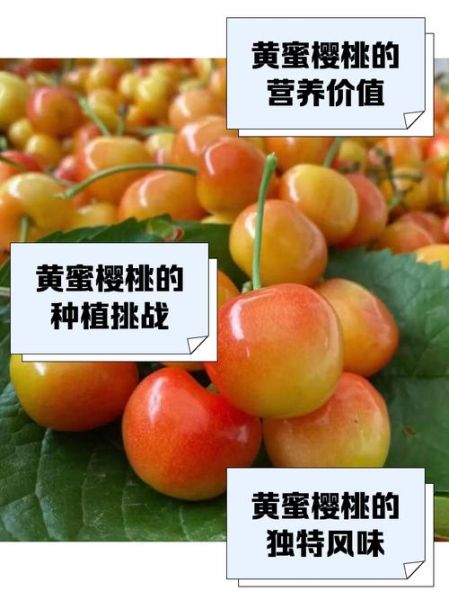 黄蜜大樱桃多少钱一斤_黄蜜大樱桃怎么挑-第3张图片-山城妙识 黄蜜大樱桃多少钱一斤_黄蜜大樱桃怎么挑-第3张图片-山城妙识