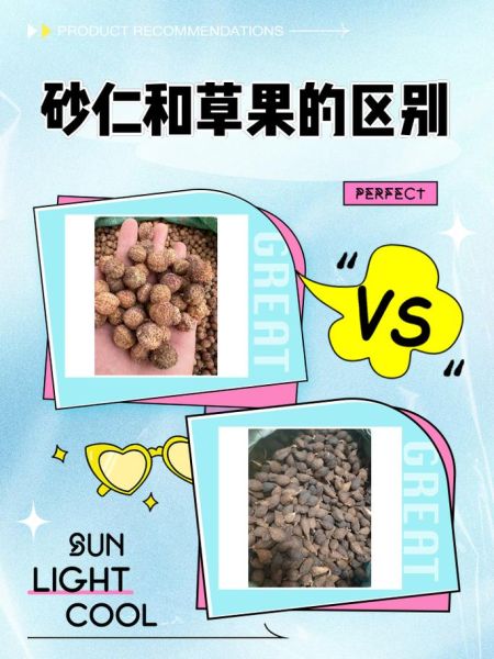 砂仁长什么样_砂仁图片怎么分辨真假-第1张图片-山城妙识