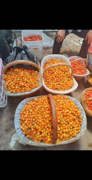 黄蜜大樱桃多少钱一斤_黄蜜大樱桃怎么挑-第1张图片-山城妙识 黄蜜大樱桃多少钱一斤_黄蜜大樱桃怎么挑-第1张图片-山城妙识