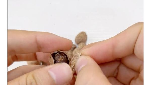 砂仁长什么样_砂仁图片怎么分辨真假-第2张图片-山城妙识