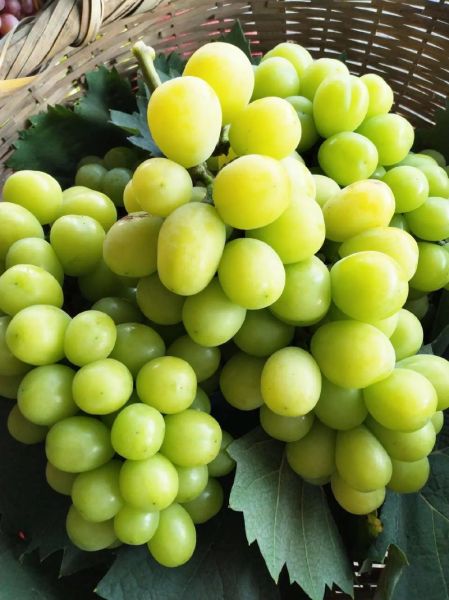 阳光玫瑰葡萄价格_阳光玫瑰葡萄怎么挑-第3张图片-山城妙识