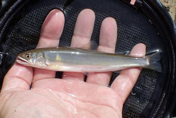 日本香鱼图片_如何分辨真假日本香鱼-第3张图片-山城妙识 日本香鱼图片_如何分辨真假日本香鱼-第3张图片-山城妙识