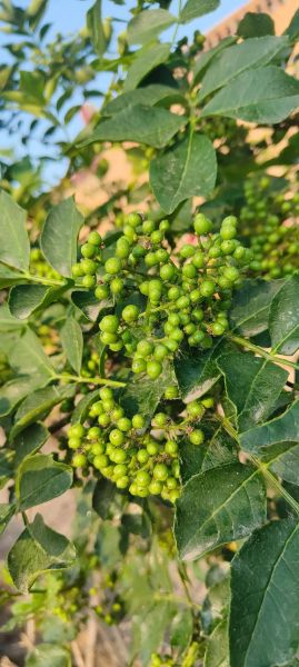 花椒树风水禁忌_家里种花椒树好吗-第2张图片-山城妙识 花椒树风水禁忌_家里种花椒树好吗-第2张图片-山城妙识