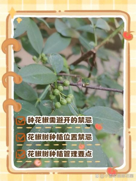 花椒树风水禁忌_家里种花椒树好吗-第1张图片-山城妙识 花椒树风水禁忌_家里种花椒树好吗-第1张图片-山城妙识