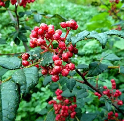 花椒树风水禁忌_家里种花椒树好吗-第3张图片-山城妙识 花椒树风水禁忌_家里种花椒树好吗-第3张图片-山城妙识