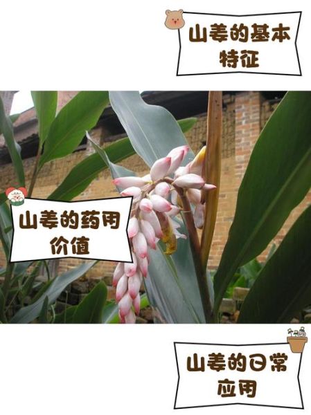 山姜图片长什么样_山姜与生姜区别-第2张图片-山城妙识