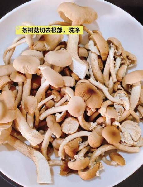 鲜茶树菇怎么炒好吃_鲜茶树菇要焯水吗-第1张图片-山城妙识