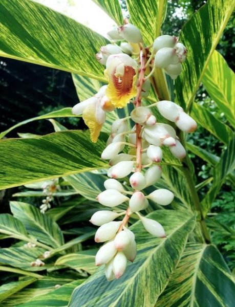 山姜图片长什么样_山姜与生姜区别-第1张图片-山城妙识