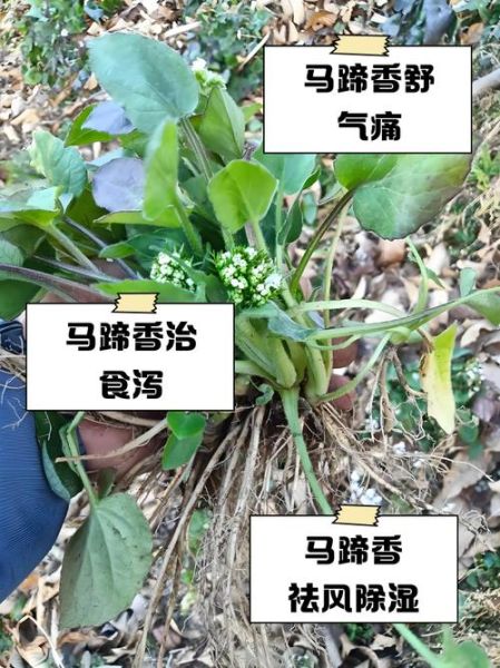 马蹄香的功效与作用_马蹄香能治什么病-第1张图片-山城妙识