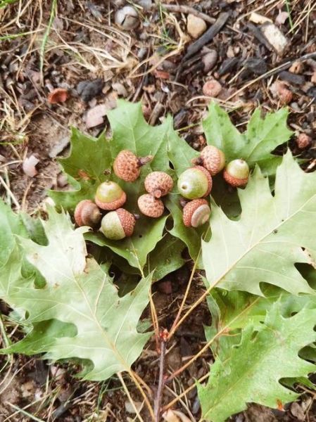 橡子树图片功效与作用_橡子树果实能吃吗-第1张图片-山城妙识