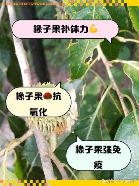 橡子树图片功效与作用_橡子树果实能吃吗-第2张图片-山城妙识