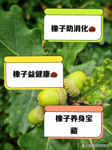 橡子树图片功效与作用_橡子树果实能吃吗-第3张图片-山城妙识