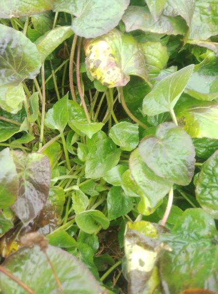 马蹄香的功效与作用_马蹄香能治什么病-第3张图片-山城妙识