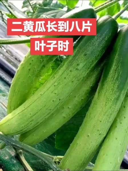 旱黄瓜怎么种_旱黄瓜与普通黄瓜区别-第3张图片-山城妙识