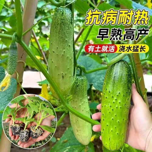 旱黄瓜怎么种_旱黄瓜与普通黄瓜区别-第2张图片-山城妙识