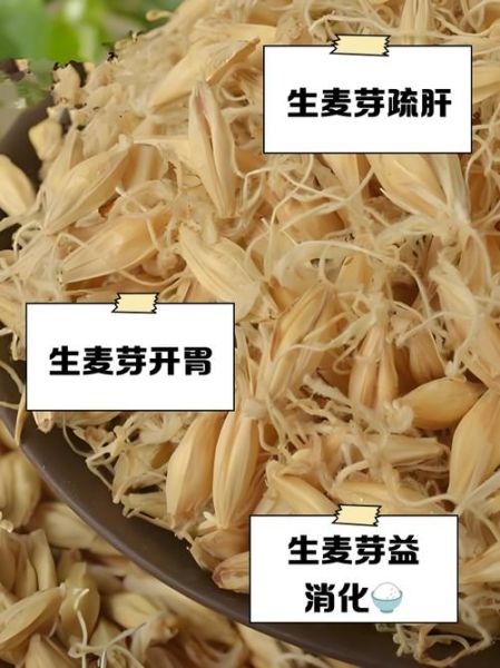 生麦芽的功效与作用及禁忌_生麦芽怎么吃最养肝-第1张图片-山城妙识