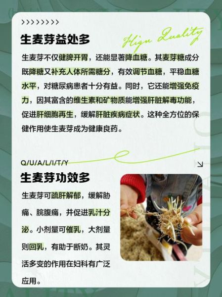 生麦芽的功效与作用及禁忌_生麦芽怎么吃最养肝-第2张图片-山城妙识