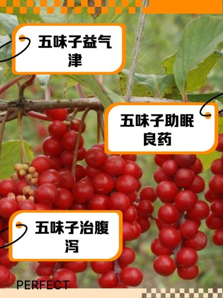 五味子能提高性功能吗_五味子怎么吃效果最好-第1张图片-山城妙识