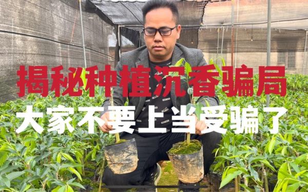 种植骗局有哪些_如何识别种植骗局-第3张图片-山城妙识