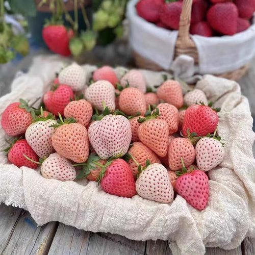 红颜草莓苗怎么种_红颜草莓苗价格多少钱一棵-第1张图片-山城妙识