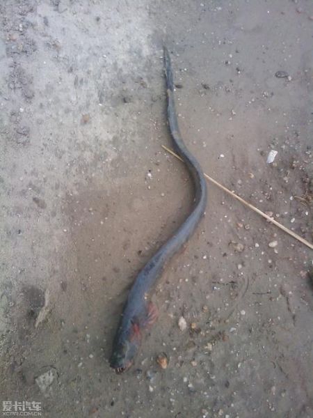 狼鱼条多少钱一斤_狼鱼条价格行情-第3张图片-山城妙识