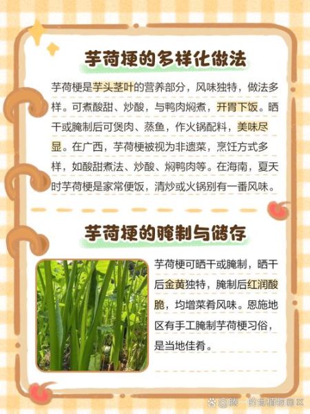 芋梗怎么做好吃_芋梗的功效与作用-第1张图片-山城妙识 芋梗怎么做好吃_芋梗的功效与作用-第1张图片-山城妙识