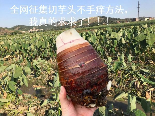 芋头手痒怎么办_怎么快速止痒-第3张图片-山城妙识