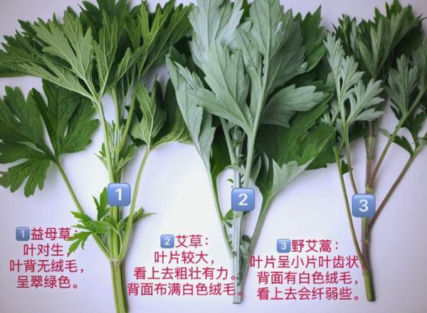 艾草种类图片_如何区分常见艾草品种-第1张图片-山城妙识