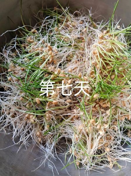 麦芽糖怎么做_麦芽糖的制作方法-第2张图片-山城妙识