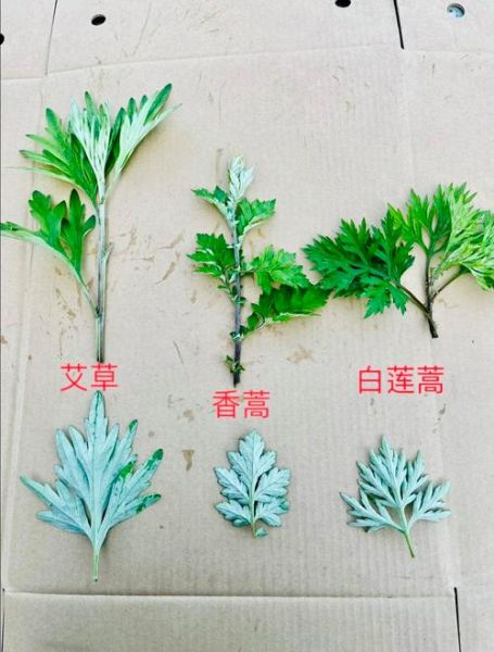 艾草种类图片_如何区分常见艾草品种-第3张图片-山城妙识