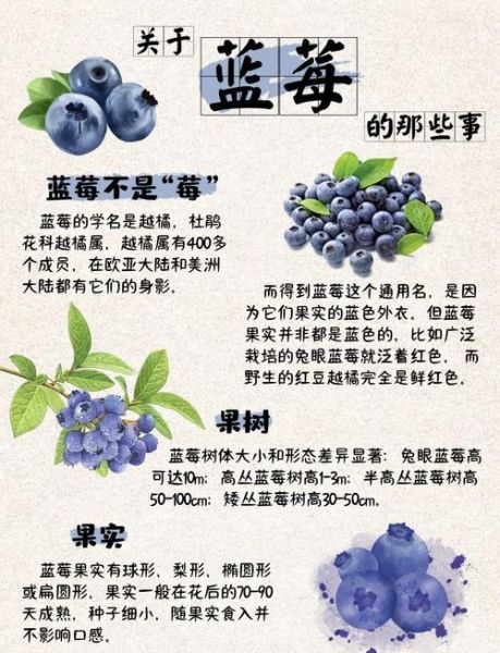 蓝莓对女生的功效与作用_女生吃蓝莓有哪些好处-第1张图片-山城妙识