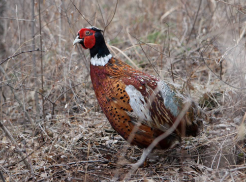 野鸡叫声诱捕音频哪里找_野鸡叫声诱捕音频怎么用-第1张图片-山城妙识 野鸡叫声诱捕音频哪里找_野鸡叫声诱捕音频怎么用-第1张图片-山城妙识