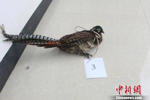 野鸡叫声诱捕音频哪里找_野鸡叫声诱捕音频怎么用-第3张图片-山城妙识 野鸡叫声诱捕音频哪里找_野鸡叫声诱捕音频怎么用-第3张图片-山城妙识