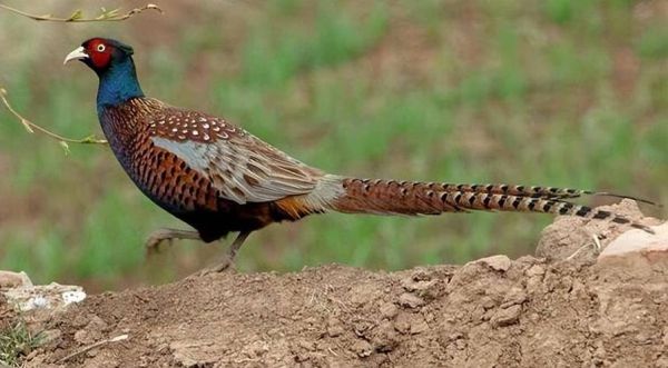 野鸡叫声诱捕音频哪里找_野鸡叫声诱捕音频怎么用-第2张图片-山城妙识 野鸡叫声诱捕音频哪里找_野鸡叫声诱捕音频怎么用-第2张图片-山城妙识