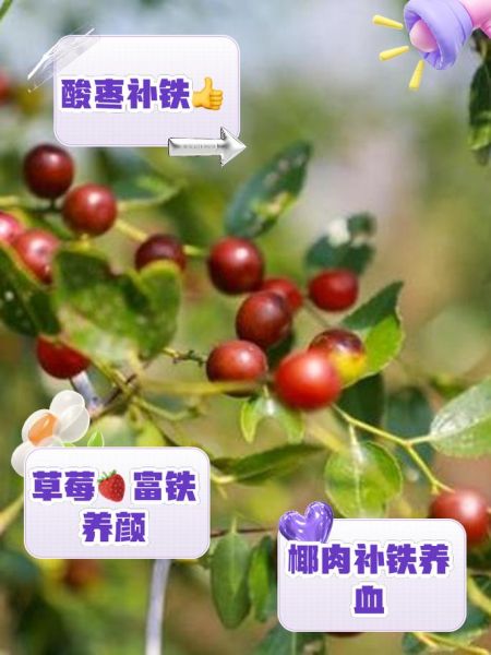 补铁的水果有哪些_缺铁吃什么水果最快-第3张图片-山城妙识