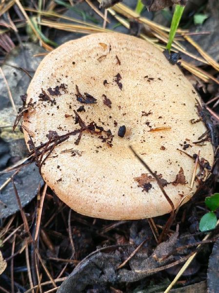 松树下有哪些可食用野生蘑菇_如何安全识别-第1张图片-山城妙识