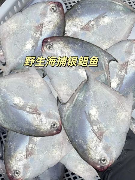 银鲳鱼多少钱一斤_银鲳鱼价格为什么差距大-第1张图片-山城妙识 银鲳鱼多少钱一斤_银鲳鱼价格为什么差距大-第1张图片-山城妙识