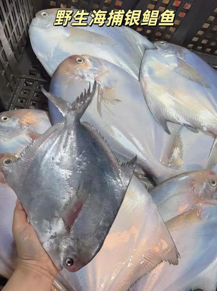 银鲳鱼多少钱一斤_银鲳鱼价格为什么差距大-第3张图片-山城妙识 银鲳鱼多少钱一斤_银鲳鱼价格为什么差距大-第3张图片-山城妙识