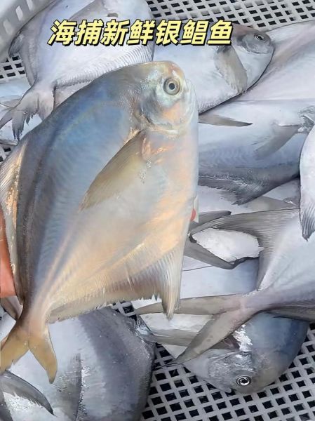 银鲳鱼多少钱一斤_银鲳鱼价格为什么差距大-第2张图片-山城妙识 银鲳鱼多少钱一斤_银鲳鱼价格为什么差距大-第2张图片-山城妙识