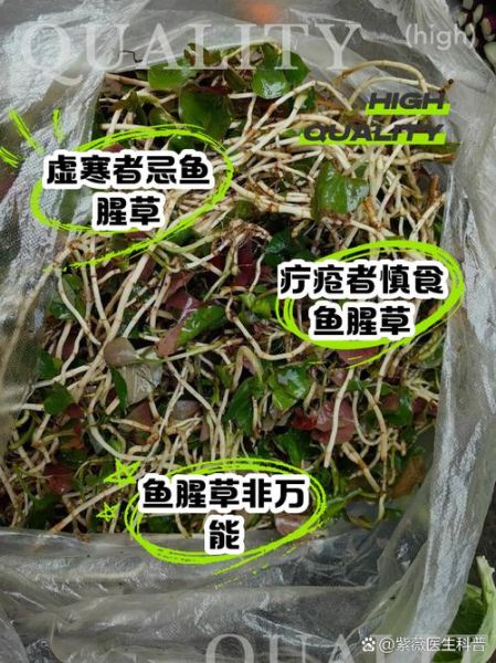 鱼腥草怎么吃最安全_鱼腥草禁忌有哪些-第1张图片-山城妙识 鱼腥草怎么吃最安全_鱼腥草禁忌有哪些-第1张图片-山城妙识