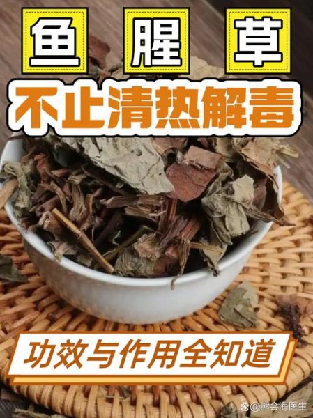 鱼腥草怎么吃最安全_鱼腥草禁忌有哪些-第3张图片-山城妙识 鱼腥草怎么吃最安全_鱼腥草禁忌有哪些-第3张图片-山城妙识