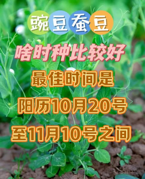 豌豆种植技术与管理_豌豆怎么种才能高产-第3张图片-山城妙识