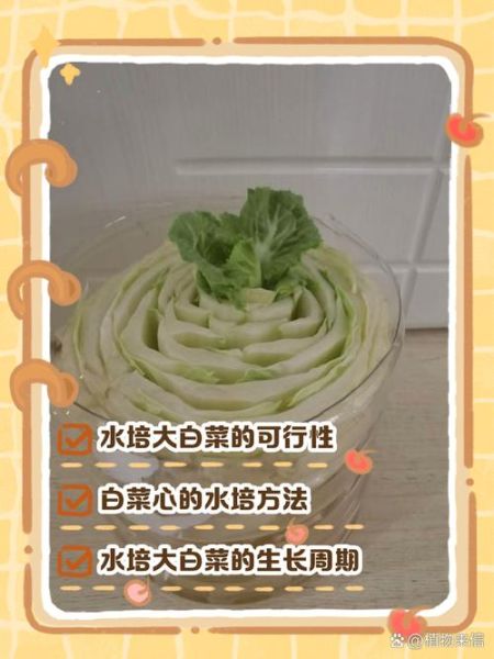 水白菜和大白菜的区别_哪个更营养-第1张图片-山城妙识